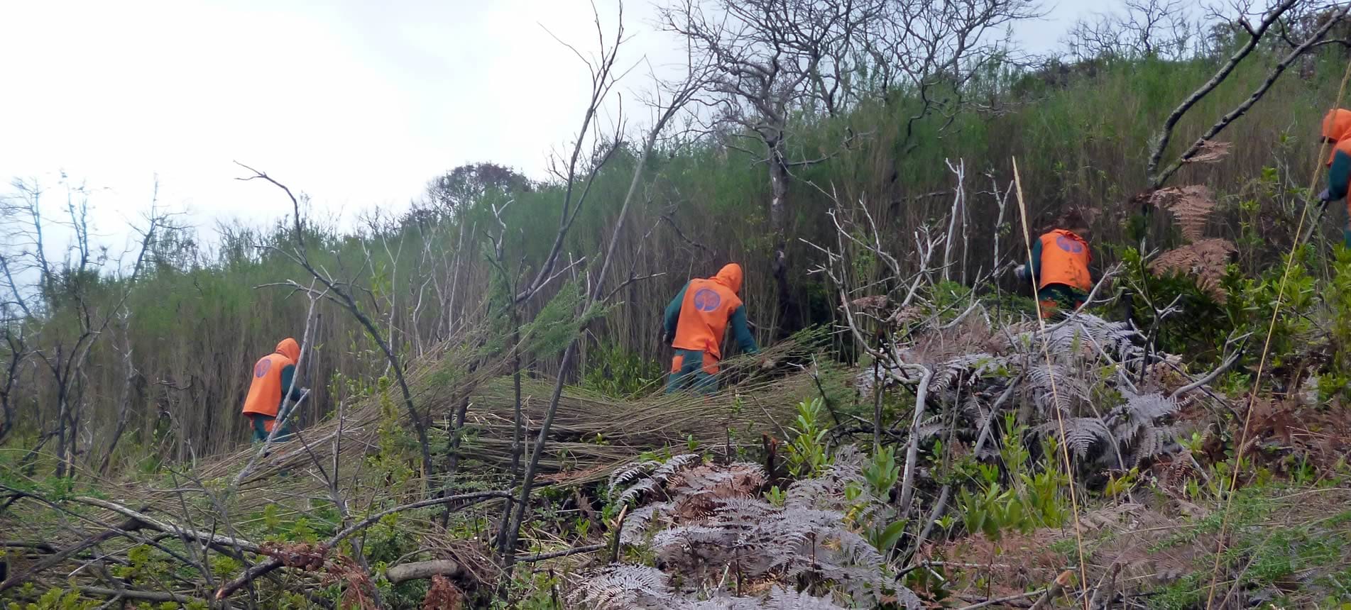 Sembrar árboles en Colombia con Acción Verde